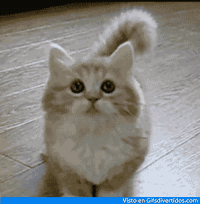 Busca GIFs - Get the best gif on GIFER