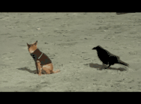 Crow GIFs - Get the best gif on GIFER