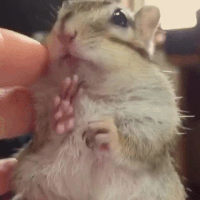 Chipmunks GIFs - Get the best gif on GIFER
