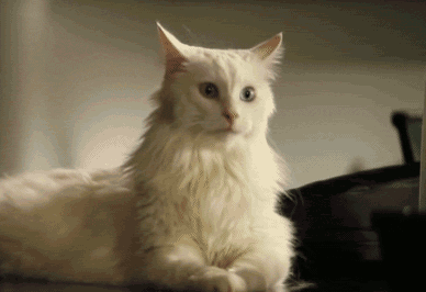 Activate GIFs - Get the best gif on GIFER