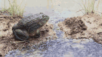 Tadpole GIFs - Get the best gif on GIFER
