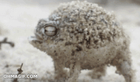 Squeaking GIFs - Get the best gif on GIFER