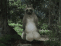 Racoon GIFs - Get the best gif on GIFER