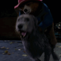Paddington GIFs - Get the best gif on GIFER