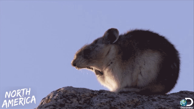 Piker GIF - Conseguir o melhor gif em GIFER
