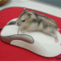 Hamster GIFs - Get the best gif on GIFER
