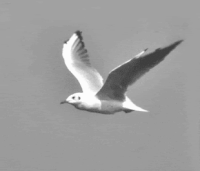 Flapping GIFs - Get the best gif on GIFER