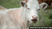 Chewing GIFs - Get the best gif on GIFER