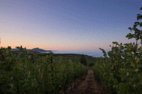 Vineyard GIFs - Get the best gif on GIFER