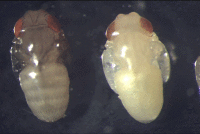 Flies GIFs - Get the best gif on GIFER