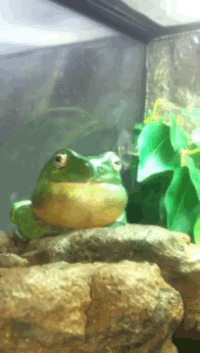 Amphibian GIFs - Get the best gif on GIFER