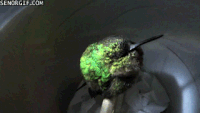 Chirping GIFs - Get the best gif on GIFER