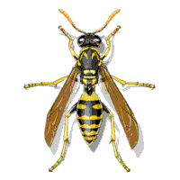 Bugs GIFs - Get the best gif on GIFER