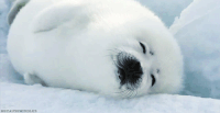 Seal GIFs - Get the best gif on GIFER