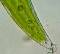 Microscopy GIFs - Get the best gif on GIFER