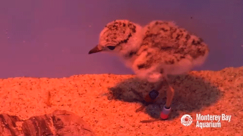 Plover GIFs - Get the best gif on GIFER