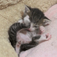 Grooming GIFs - Get the best gif on GIFER