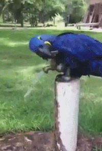 Adjustment GIFs - Get the best gif on GIFER