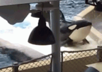 Seaworld GIFs - Get the best gif on GIFER