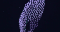 Squid GIFs - Get the best gif on GIFER