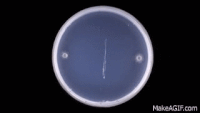 Bacteria GIFs - Get the best gif on GIFER