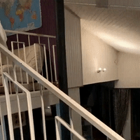 Loro GIFs - Get the best gif on GIFER