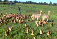 Farm GIFs - Get the best gif on GIFER