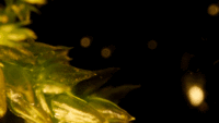 Bryophytes GIFs - Get the best gif on GIFER