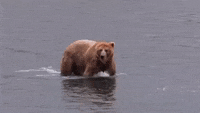 Alaska GIFs - Get the best gif on GIFER