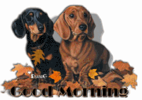 Teckel GIFs - Get the best gif on GIFER