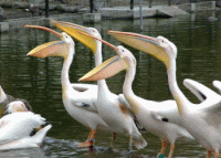 Pelican GIFs - Get the best gif on GIFER