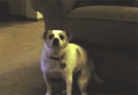 Shake GIFs - Get the best gif on GIFER