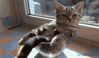 Jealous GIFs - Get the best gif on GIFER