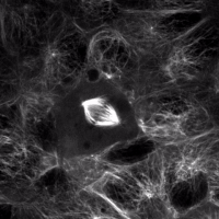 Cell GIFs - Get the best gif on GIFER