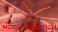 Moth GIFs - Get the best gif on GIFER