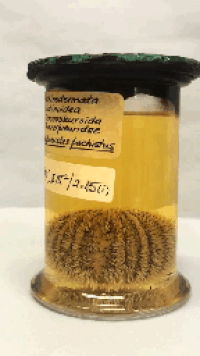 Scanlan GIFs - Get the best gif on GIFER