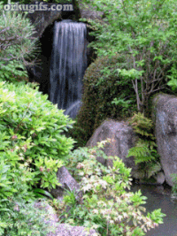 Bosque GIFs - Get the best gif on GIFER