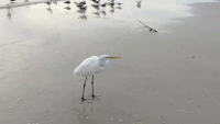 Flighting GIFs - Get the best gif on GIFER