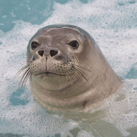 Seal penyanyi cerai GIFs - Obtenez le meilleur gif sur GIFER