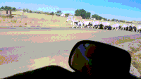 Sheep herding GIFs - Get the best gif on GIFER