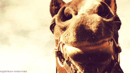 Bridle GIFs - Get the best gif on GIFER
