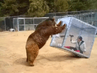 Bears GIFs - Get the best gif on GIFER