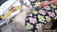 Rabies GIFs - Get the best gif on GIFER