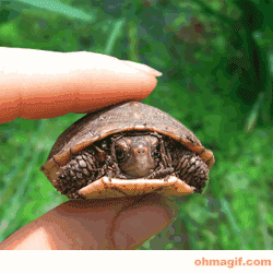 Surprised turtle GIF - Conseguir o melhor gif em GIFER