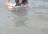 Paddling GIFs - Get the best gif on GIFER