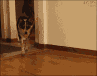 Herding GIFs - Get the best gif on GIFER