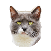 Serio GIFs - Get the best gif on GIFER