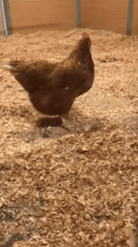 Strut GIFs - Get the best gif on GIFER