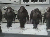 Chimps GIFs - Get the best gif on GIFER