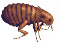 Fleas GIFs - Get the best gif on GIFER